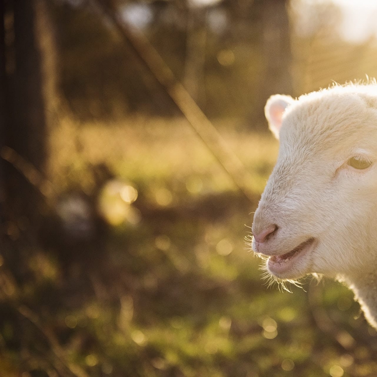 Pinterest Gallery Demo