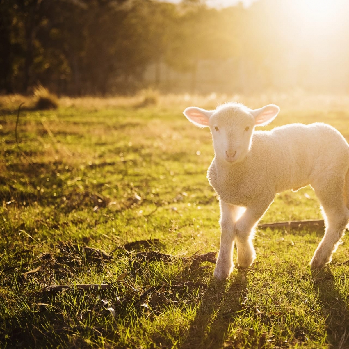 Pinterest Gallery Demo